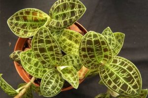 50 Variegated Orchids: The Ultimate Picture Guide | AskGardening
