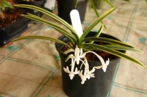 45 Variegated Orchids You Will Love (PICTURES)