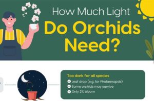 How Much Light Do Orchids Need? (with Light Chart)