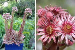 Is My Succulent Having A Death Bloom (& What You Can Do) | AskGardening