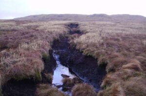 Peat vs Humus: Know the Differences & Uses | AskGardening