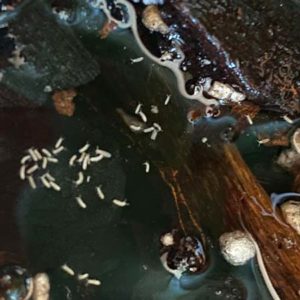 Should You Sterilize Orchid Media & Tools? How? | AskGardening