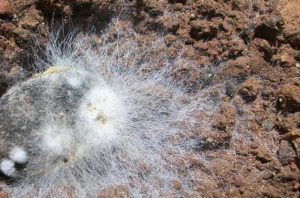 Fuzzy Roots: Root Hair or Mold? (How to Identify) | AskGardening