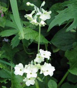 22 Plants For Your Bee-Free Garden | AskGardening