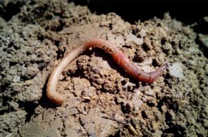 How Earthworms Can Eat Plant Roots (Explained) | AskGardening