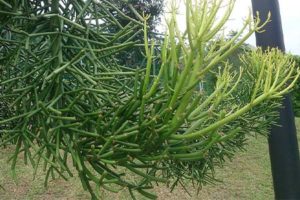 20 Plants with Milky Sap (What is Toxic, What is Not) | AskGardening