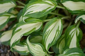 4 Ways To Induce Variegation In Plants (Explained) | AskGardening