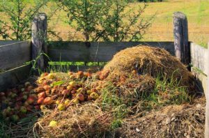Is Moldy Compost Dangerous? (Here's the Truth) | AskGardening