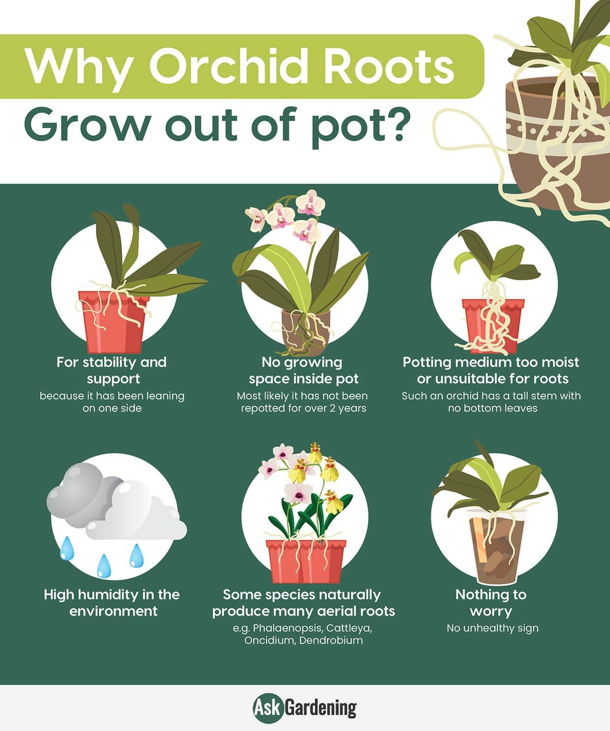 Why My Orchid Has So Many Air Roots (What to Do?) | AskGardening