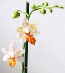 16 Cute Mini Phalaenopsis for Small Space (with Pics) | AskGardening