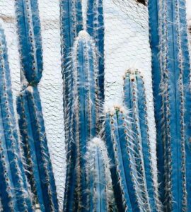 Top 14 Variegated Cacti (with Pictures) | AskGardening