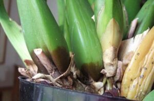 Oncidium & Cattleya Bulb Rot: Diagnosis & Treatment | AskGardening