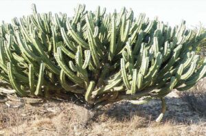 Top 18 Columnar Cacti (with Pictures) | AskGardening