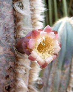 13 Stunning Cacti by Flower Color (With Pictures) | AskGardening