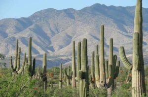 Top 18 Columnar Cacti (with Pictures) | AskGardening