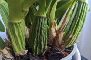 3 Tips To Fix Oncidiums with Wrinkled Bulbs | AskGardening
