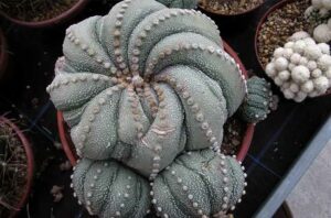Top 10 Little-Known Spiral Cactus Types (with Photos) | AskGardening