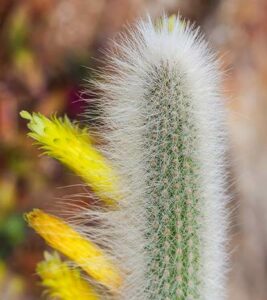 19 Cute Hairy Cactus Types (with Pictures) | AskGardening