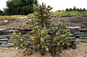 Top 18 Columnar Cacti (with Pictures) | AskGardening