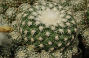 19 Cute Hairy Cactus Types (with Pictures) | AskGardening
