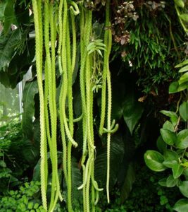 15 Fast-Growing Succulent Hedges for Privacy (Pictures) | AskGardening