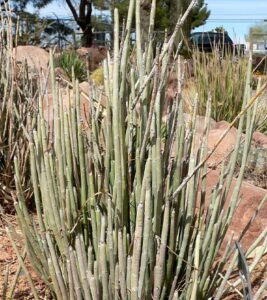 15 Fast-Growing Succulent Hedges for Privacy (Pictures) | AskGardening
