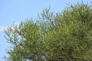 15 Fast-Growing Succulent Hedges for Privacy (Pictures) | AskGardening