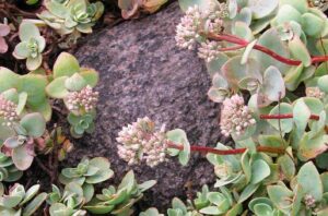 25 Succulents with Long Stems (With Pictures) | AskGardening