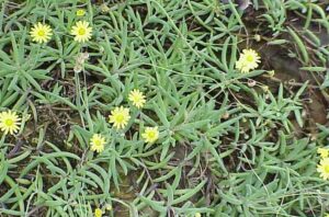 25 Succulents with Long Stems (With Pictures) | AskGardening