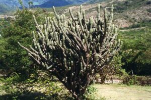 Top 18 Columnar Cacti (with Pictures) | AskGardening