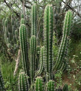 Top 18 Columnar Cacti (with Pictures) | AskGardening