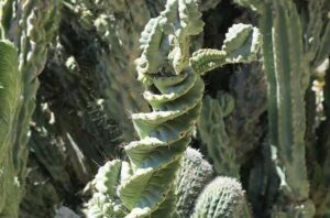 Top 10 Little-Known Spiral Cactus Types (with Photos) | AskGardening