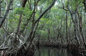 Top 19 Plants with Aerial Roots (With Pictures) | AskGardening