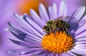 Top 51 Flowers Pollinators Love (Ranked by Popularity) | AskGardening