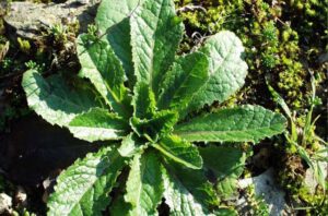 11 Weeds That Look Like Lettuce (& How to Identify Them) | AskGardening