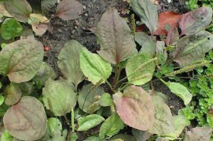 11 Weeds That Look Like Lettuce (& How to Identify Them) | AskGardening