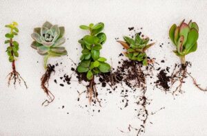 Which Succulents Have Shallow and Deep Roots? (Explained) | AskGardening