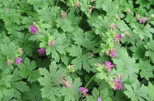 Can Geraniums Repel Pests? (6 Effective Varieties Explored) | AskGardening